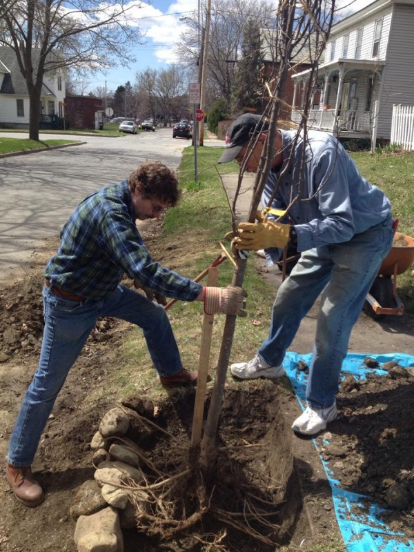 TREE TOGA: Trees for the next generation - Sustainable Saratoga