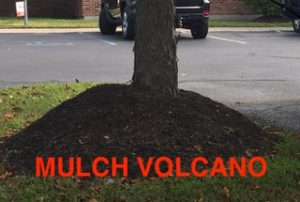 Mulch volcanoes kill trees: Let’s end this deadly decorative fad that ...