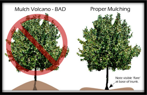 Mulch volcanoes kill trees: Let’s end this deadly decorative fad that ...