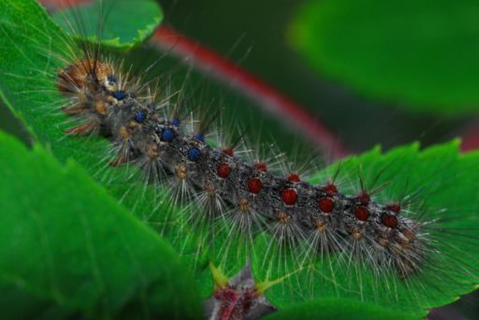 What’s eating my trees? - Sustainable Saratoga
