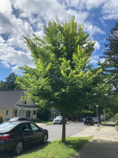 Tree Toga Trees diversify and beautify our urban forest - Sustainable ...