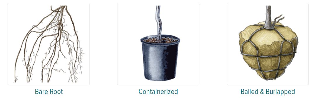 Practical Info for Tree Planting & Care - Sustainable Saratoga