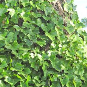 Replace Your Invasives with Keystone Plants - Sustainable Saratoga