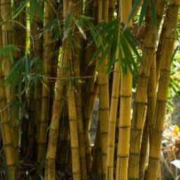 Replace Your Invasives with Keystone Plants - Sustainable Saratoga