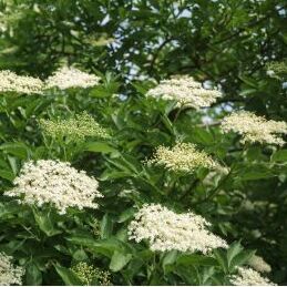 Replace Your Invasives with Keystone Plants - Sustainable Saratoga