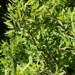 Replace Your Invasives with Keystone Plants - Sustainable Saratoga