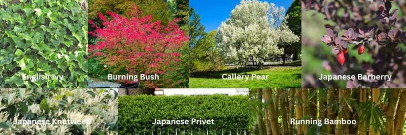 Native and Invasive Plants - Sustainable Saratoga